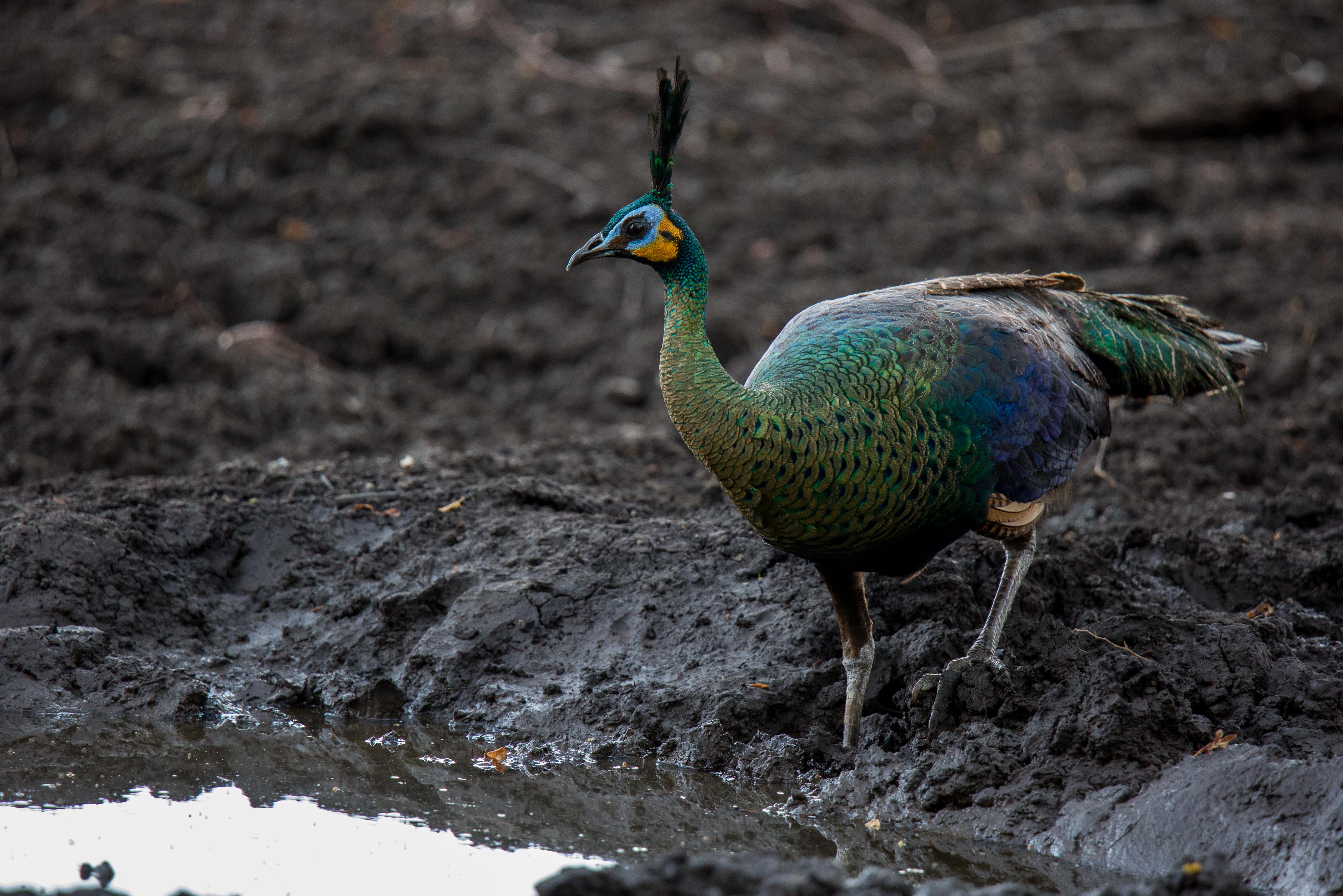 Baluran - East Java - Duniart - Photography and Blog by Toine IJsseldijk