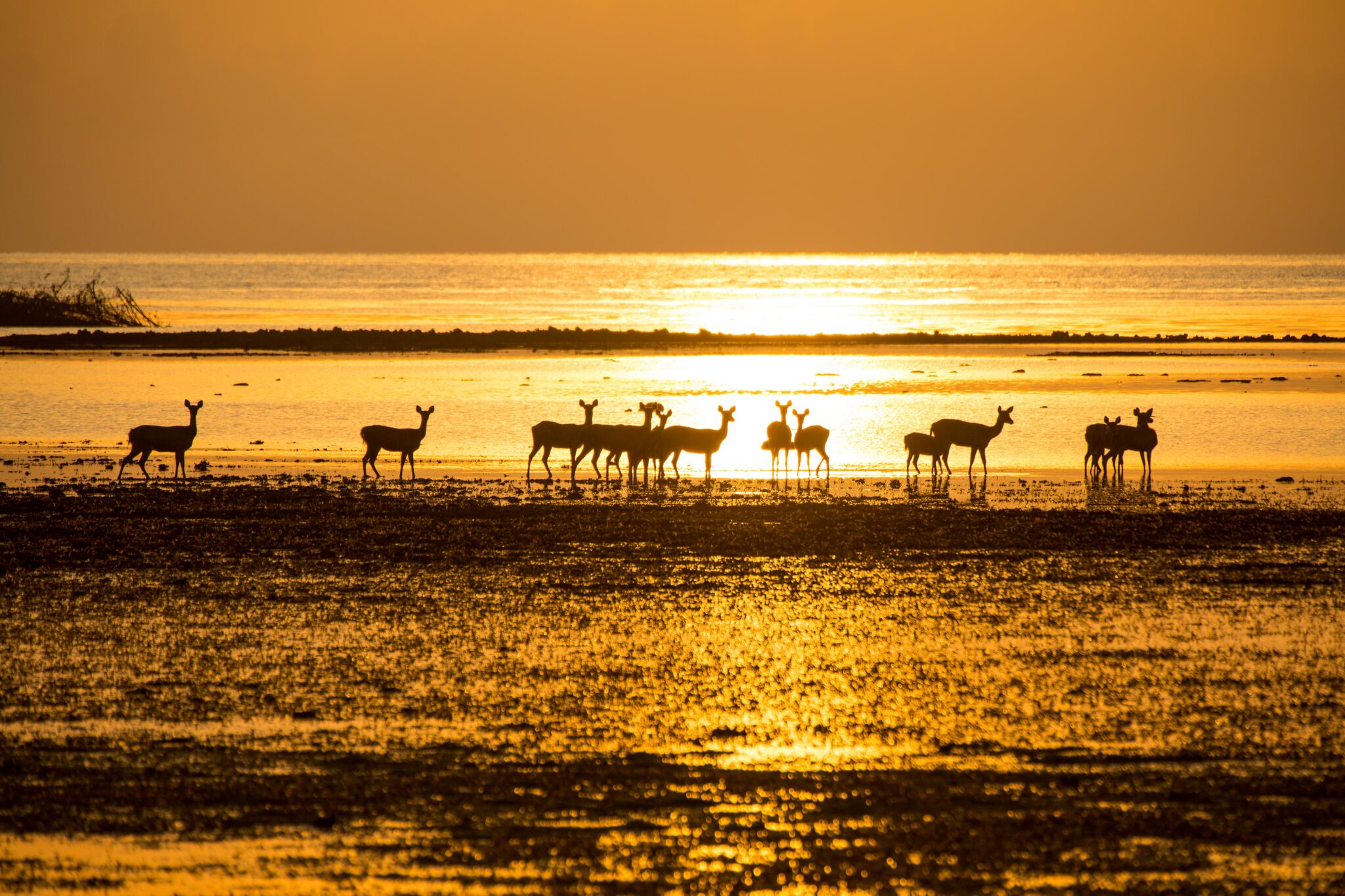 Baluran National Park - East Java - Duniart - Photography and Blog by ...