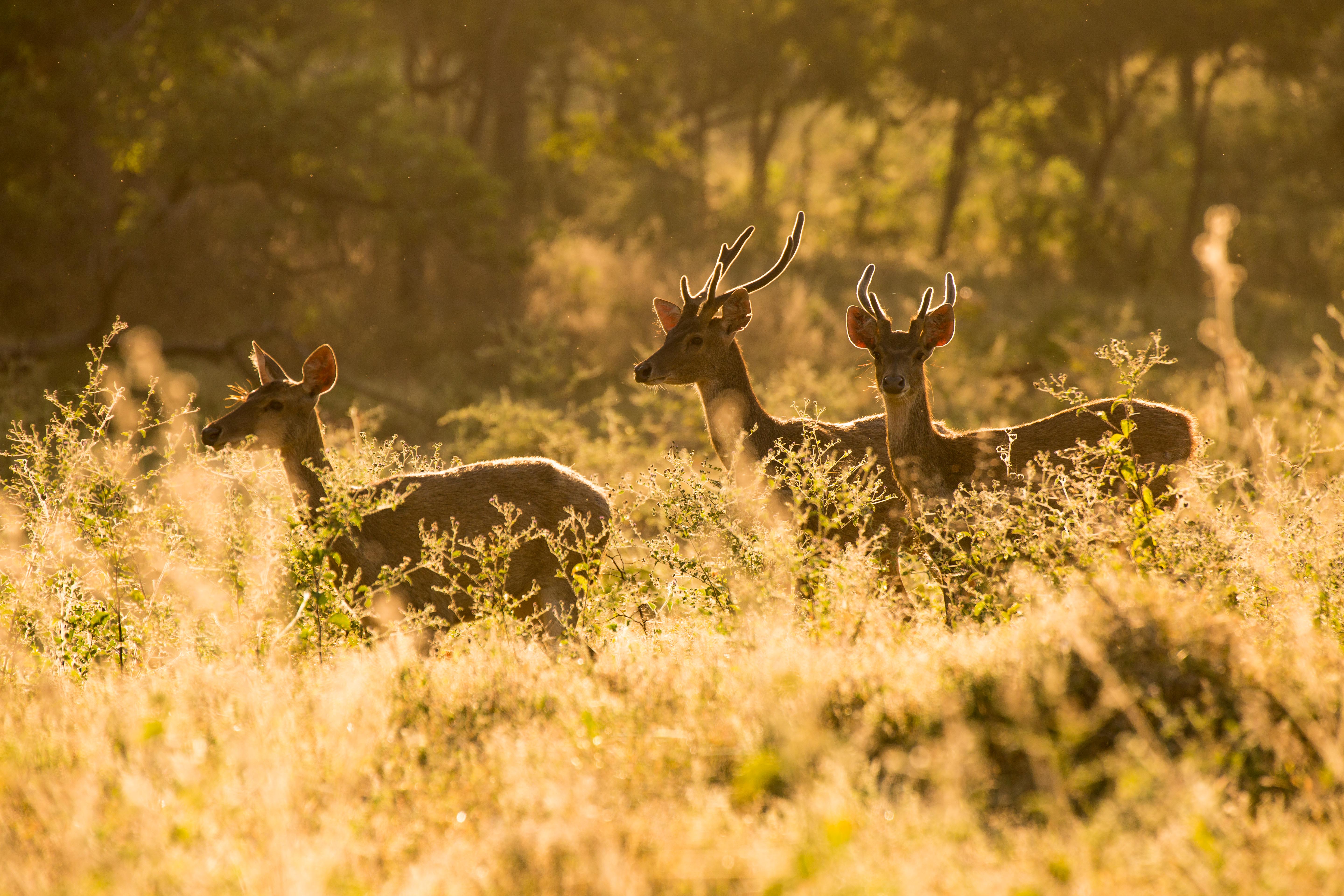 Baluran - East Java - Duniart - Photography and Blog by Toine IJsseldijk