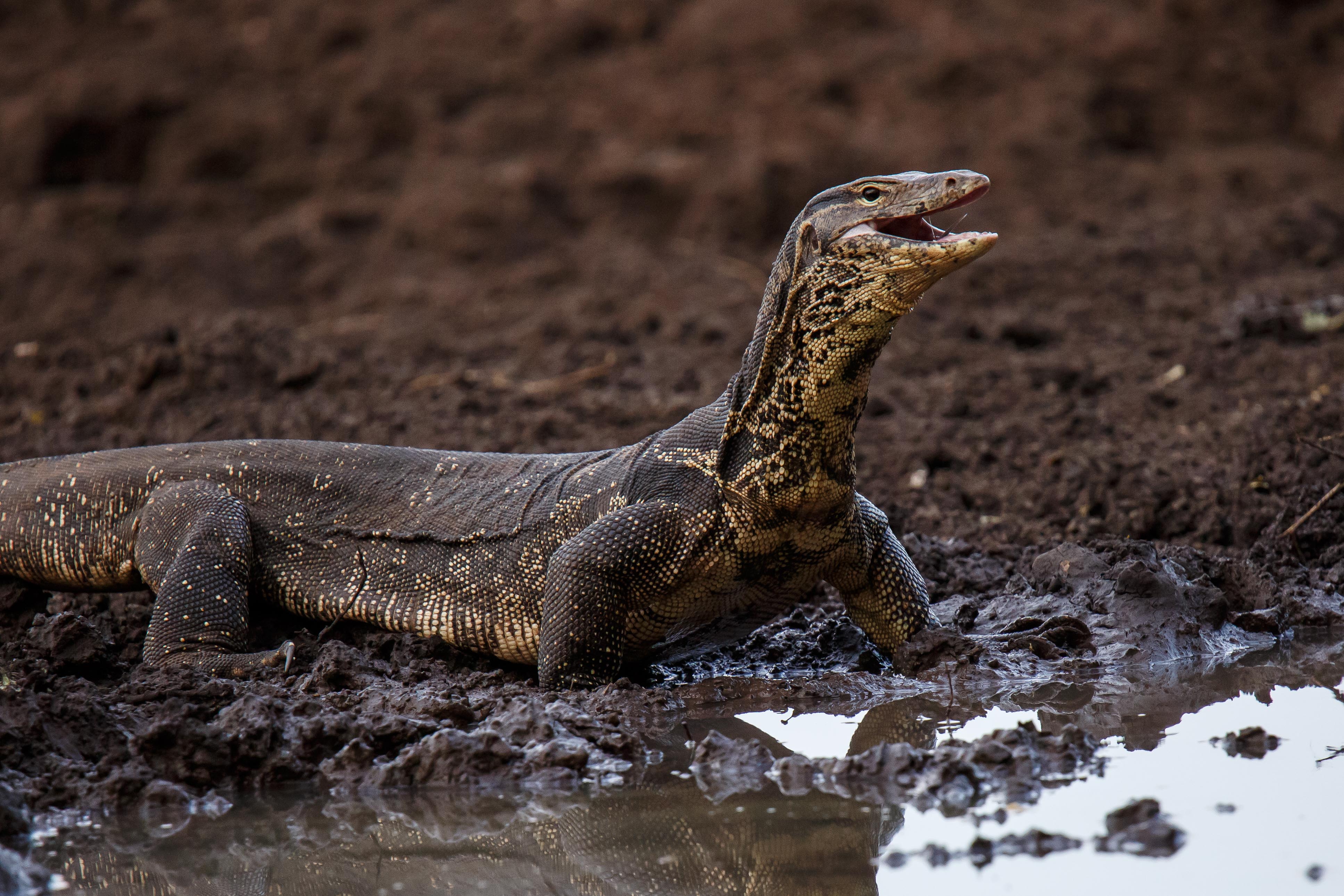 Baluran - East Java - Duniart - Photography and Blog by Toine IJsseldijk