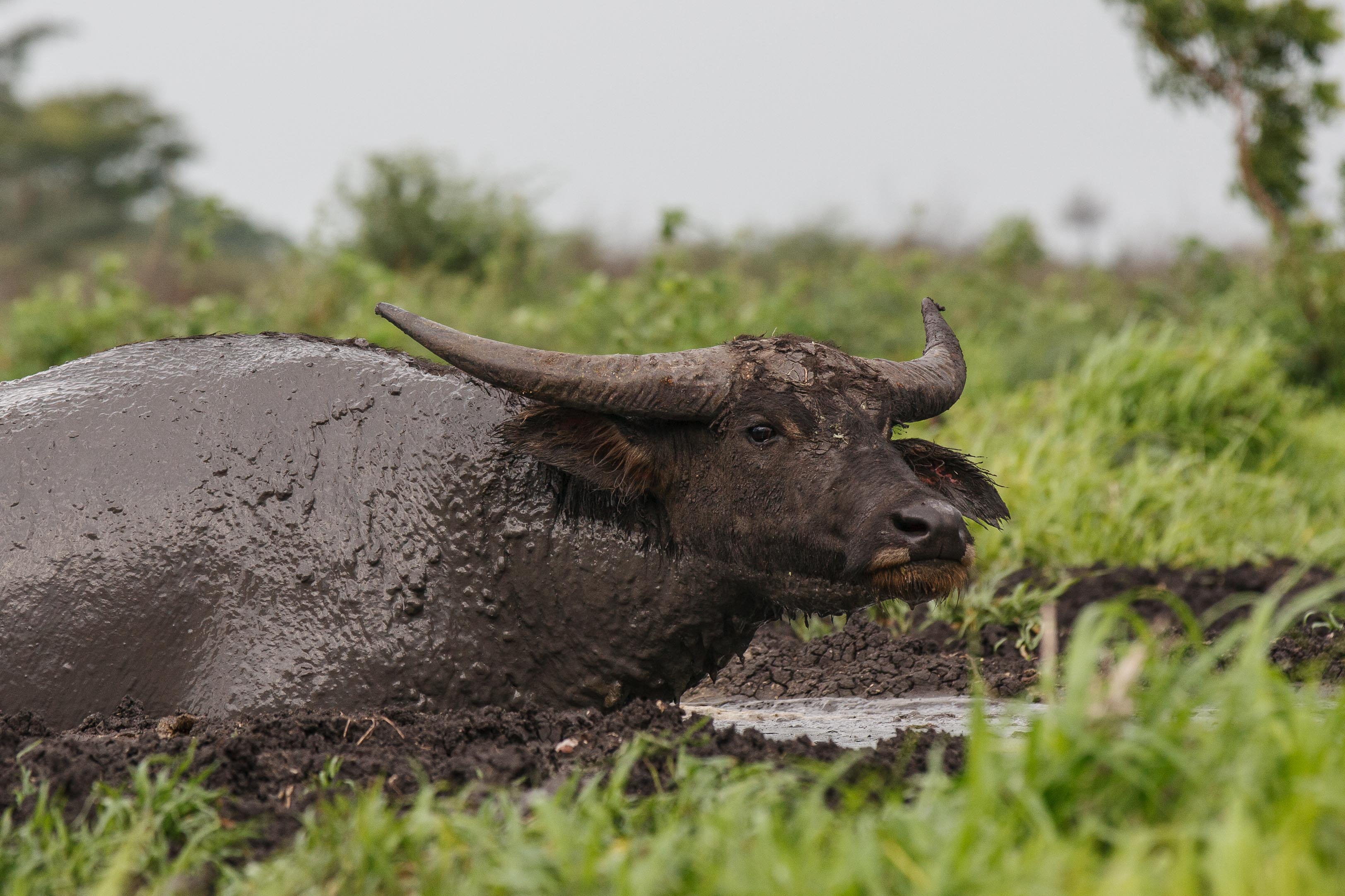 Baluran - East Java - Duniart - Photography and Blog by Toine IJsseldijk