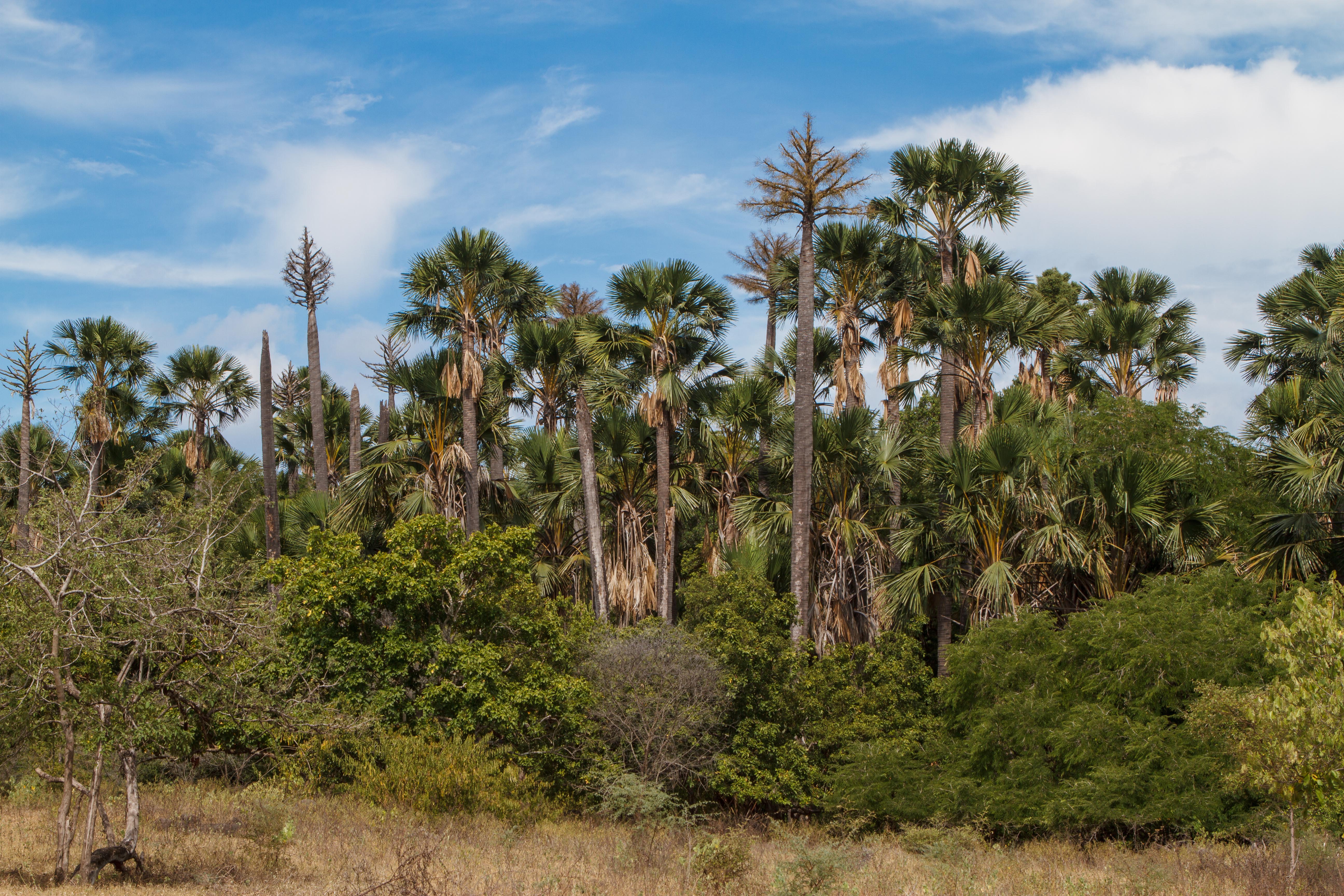 Baluran - East Java - Duniart - Photography and Blog by Toine IJsseldijk