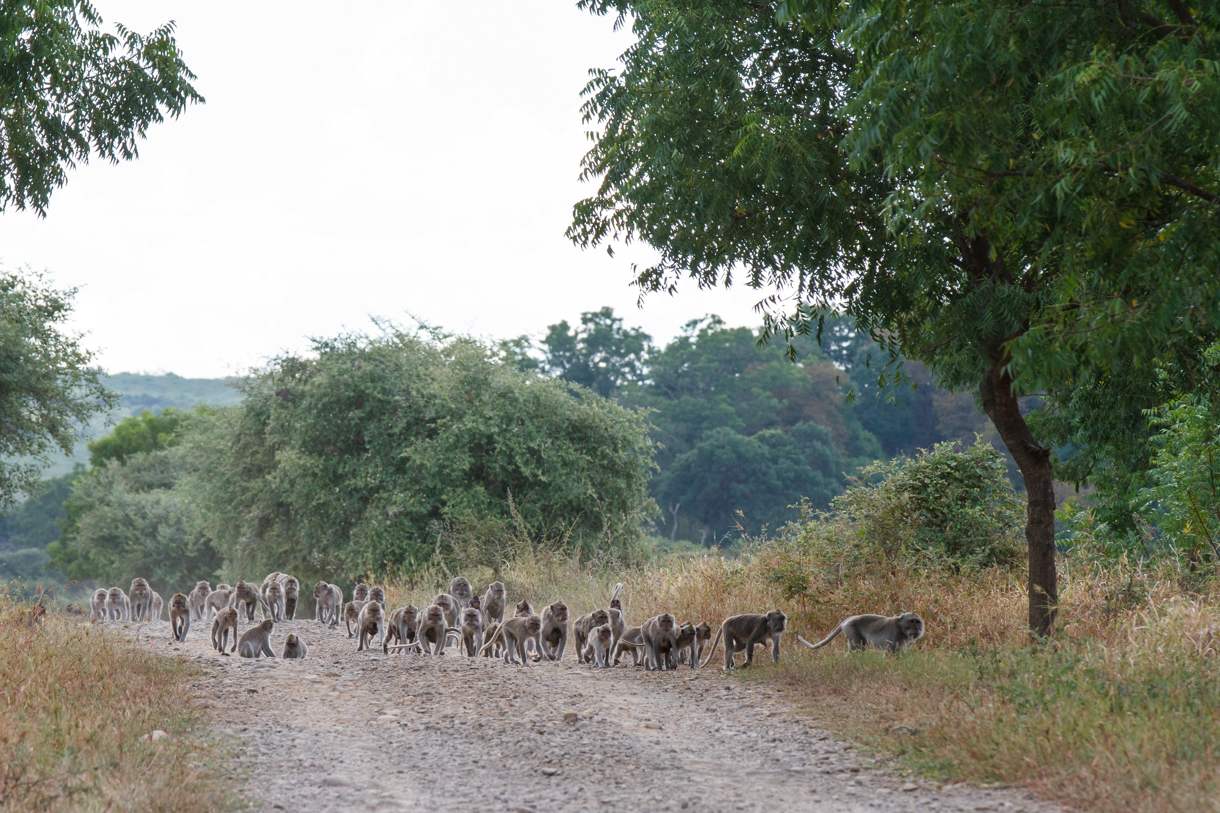 Baluran - East Java - Duniart - Photography and Blog by Toine IJsseldijk