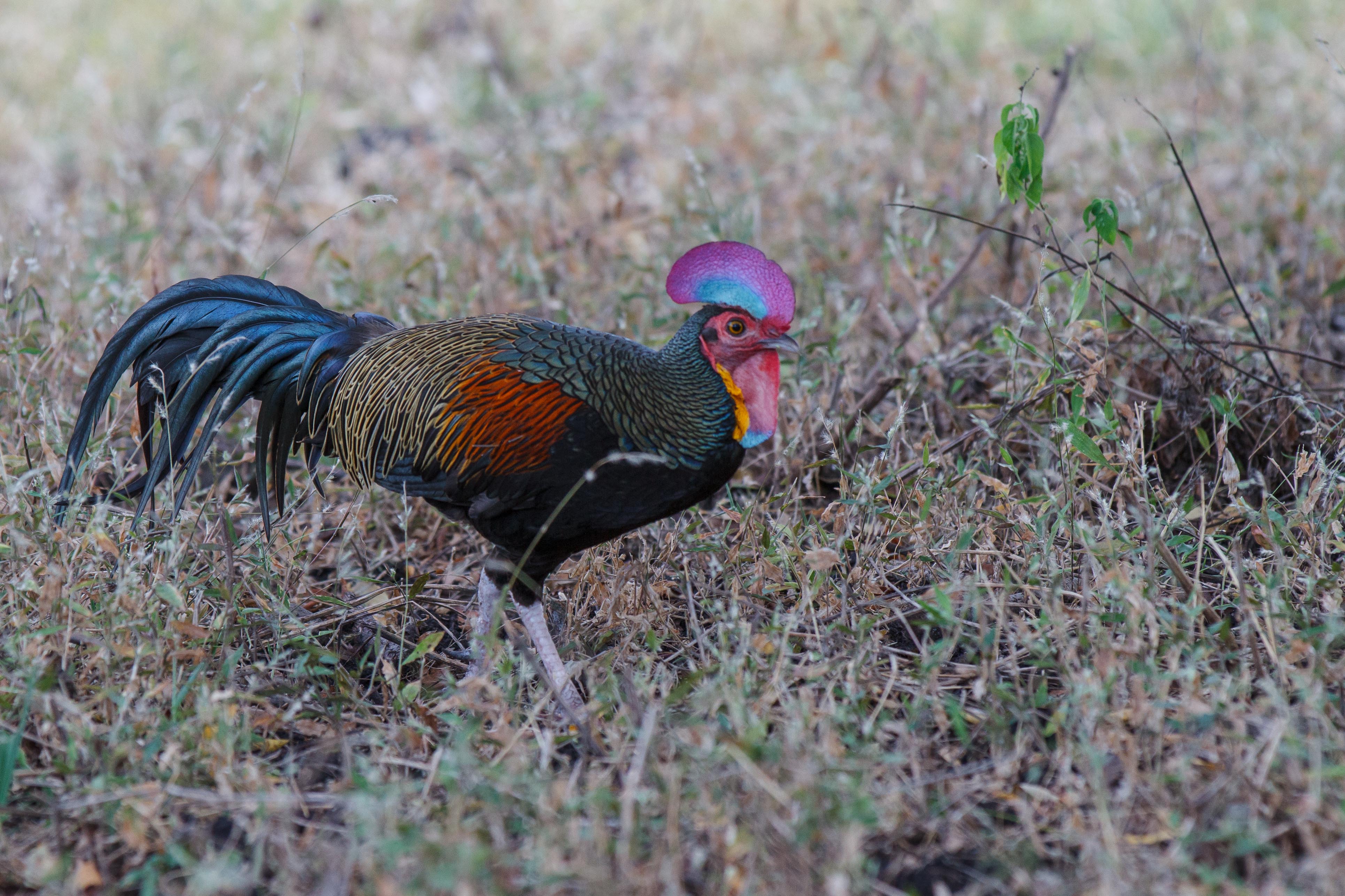 Baluran - East Java - Duniart - Photography and Blog by Toine IJsseldijk