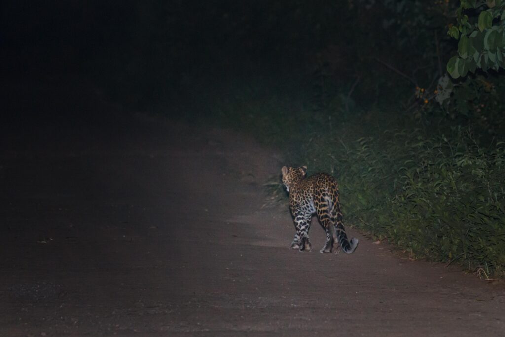 Baluran National Park - East Java - Duniart - Photography and Blog by ...