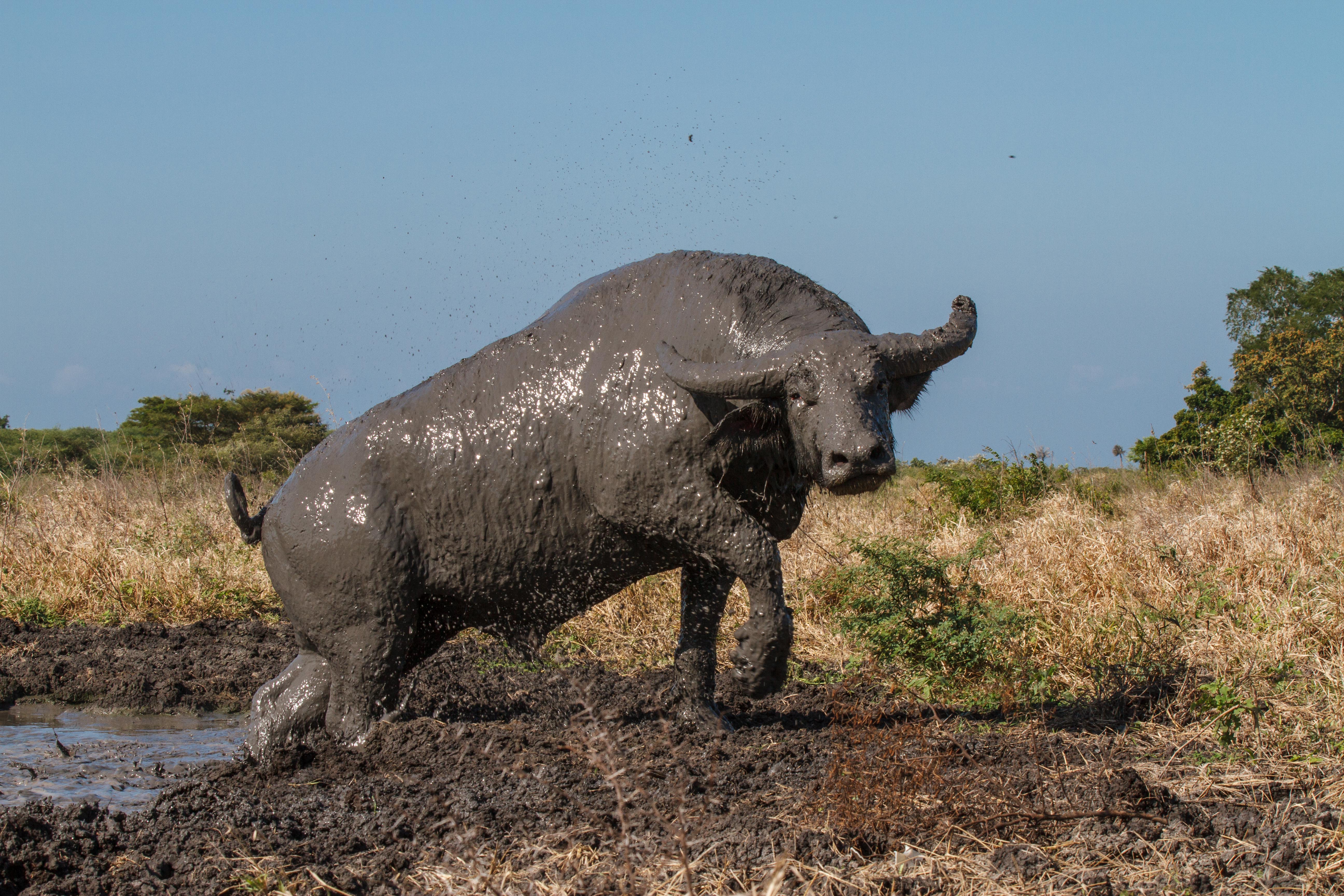 Baluran - East Java - Duniart - Photography and Blog by Toine IJsseldijk