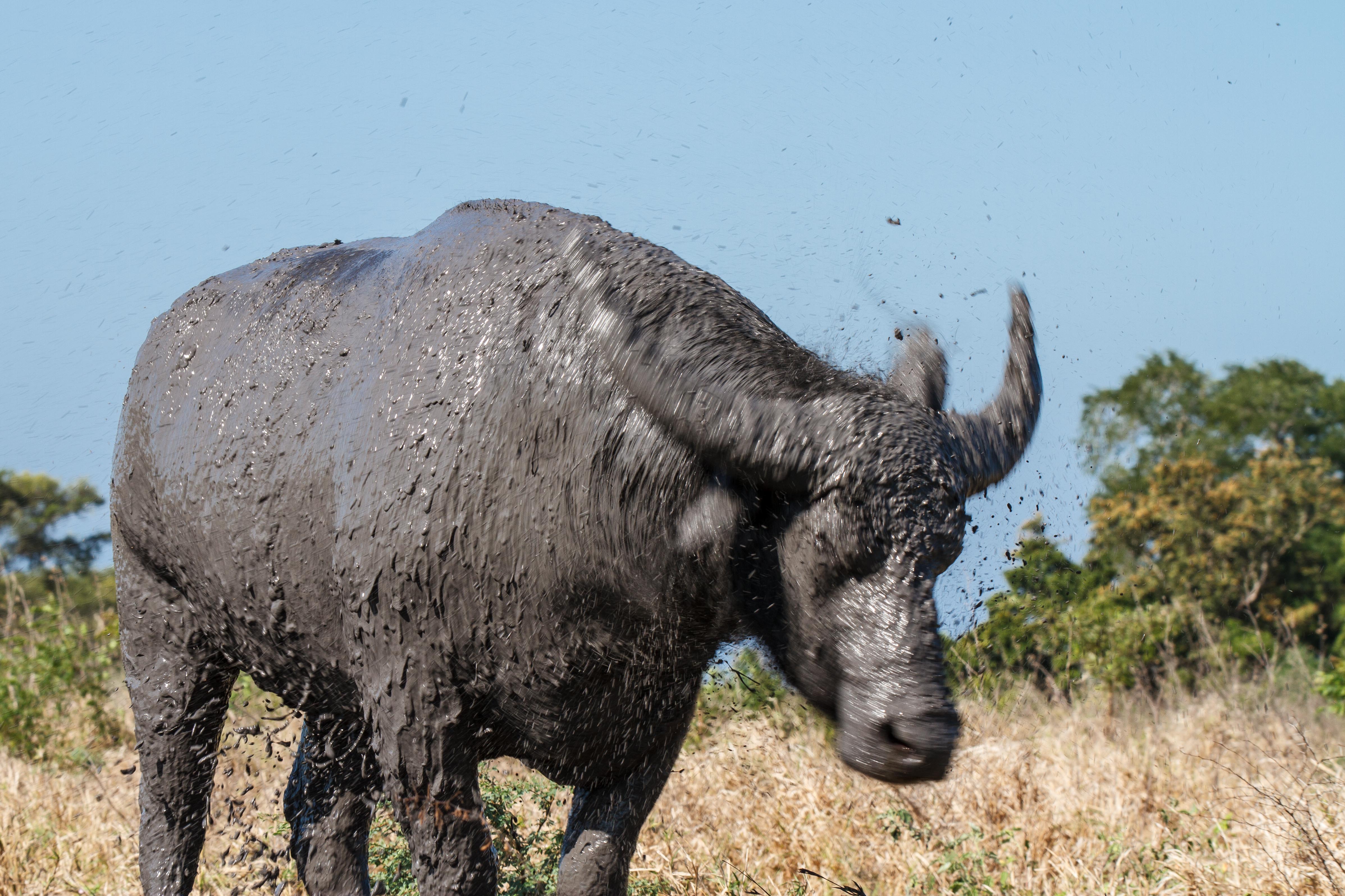 Baluran - East Java - Duniart - Photography and Blog by Toine IJsseldijk