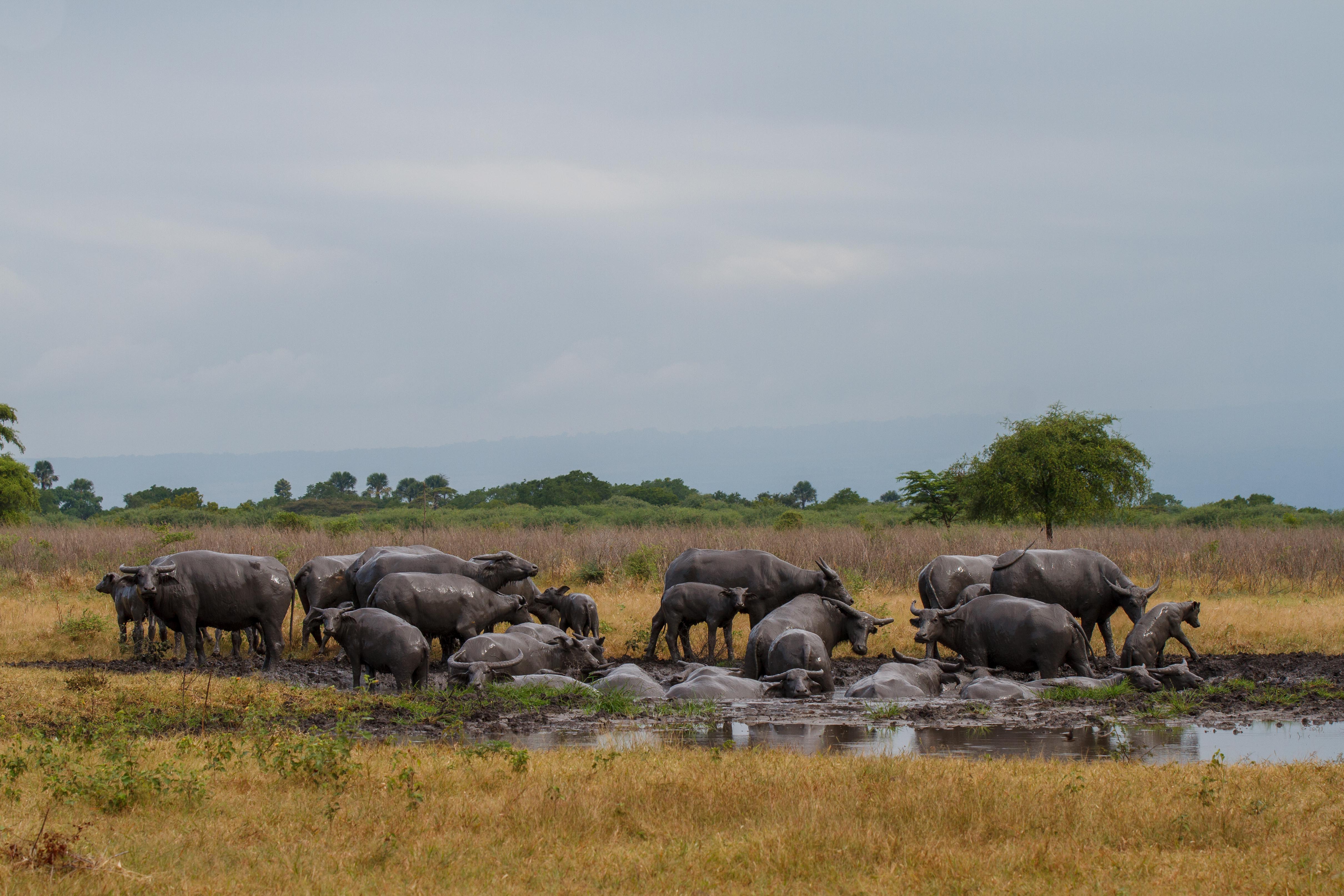Baluran - East Java - Duniart - Photography and Blog by Toine IJsseldijk