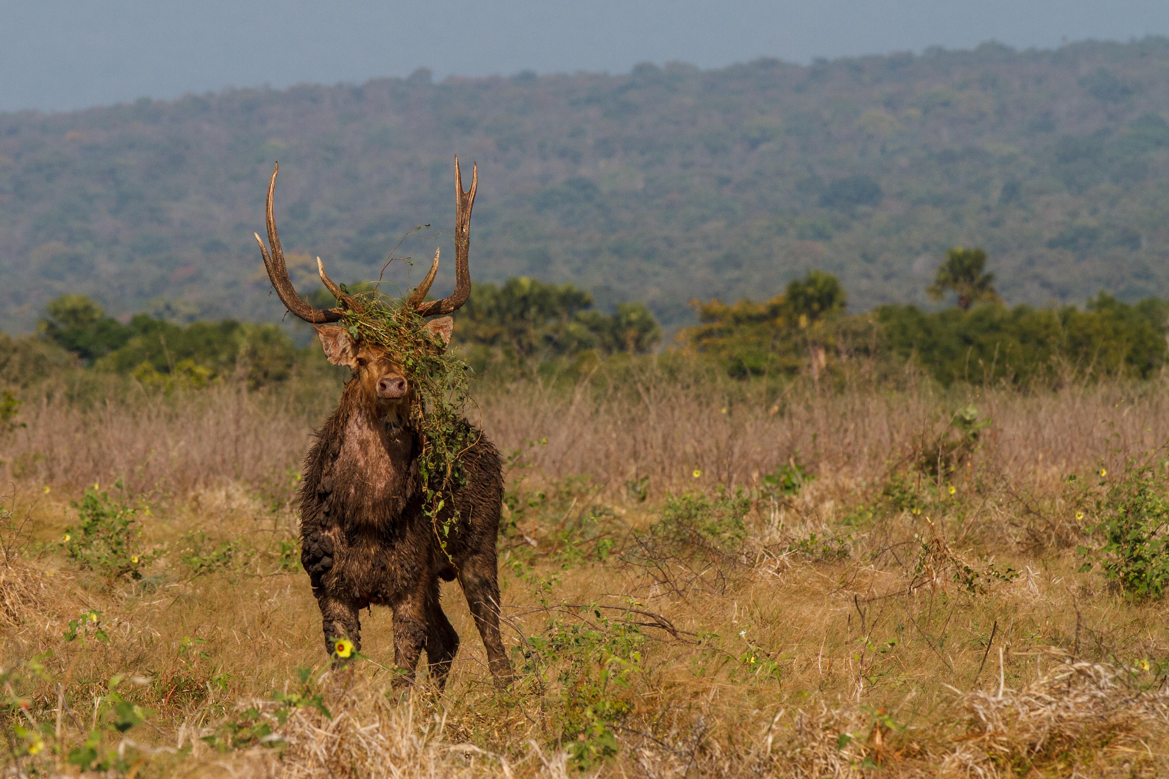Baluran - East Java - Duniart - Photography and Blog by Toine IJsseldijk