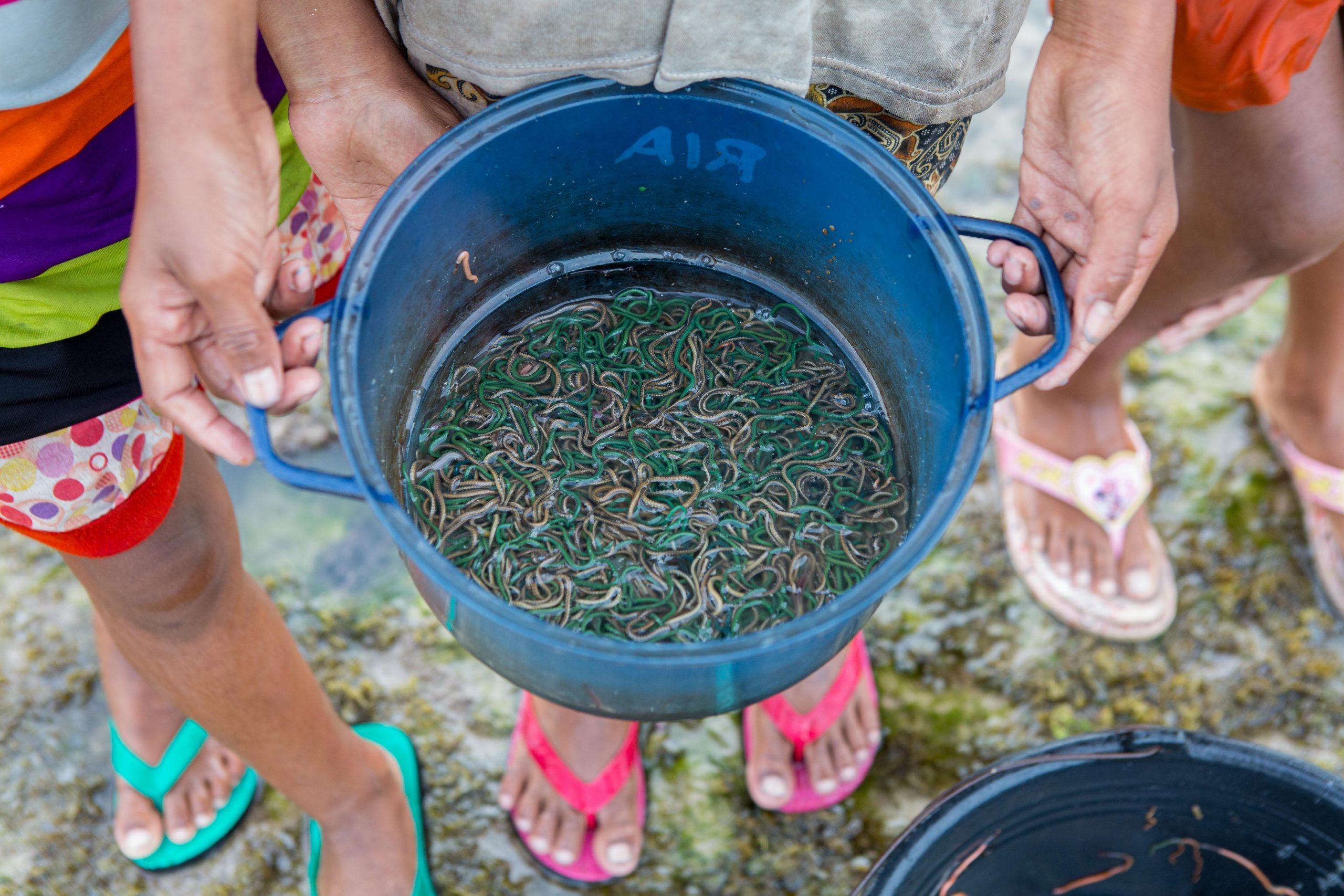Nyale Ritual - Wainyapu, West Sumba - Duniart - Photography and Blog by ...