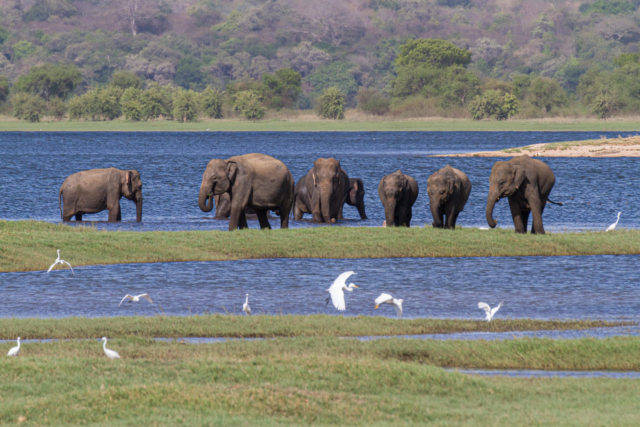 Minneriya National Park - Sri Lanka - Duniart - Photography and Blog by ...