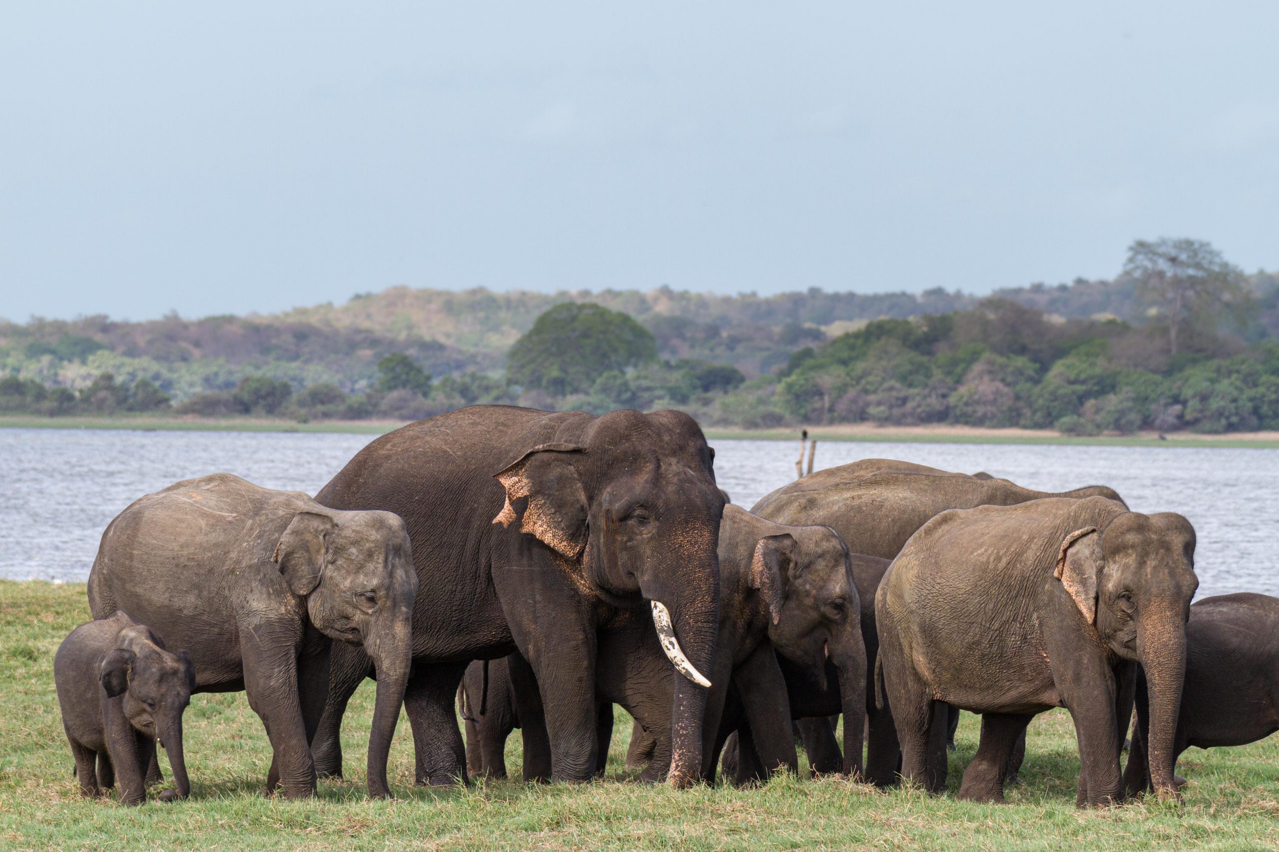 Minneriya National Park - Sri Lanka - Duniart - Photography and Blog by ...