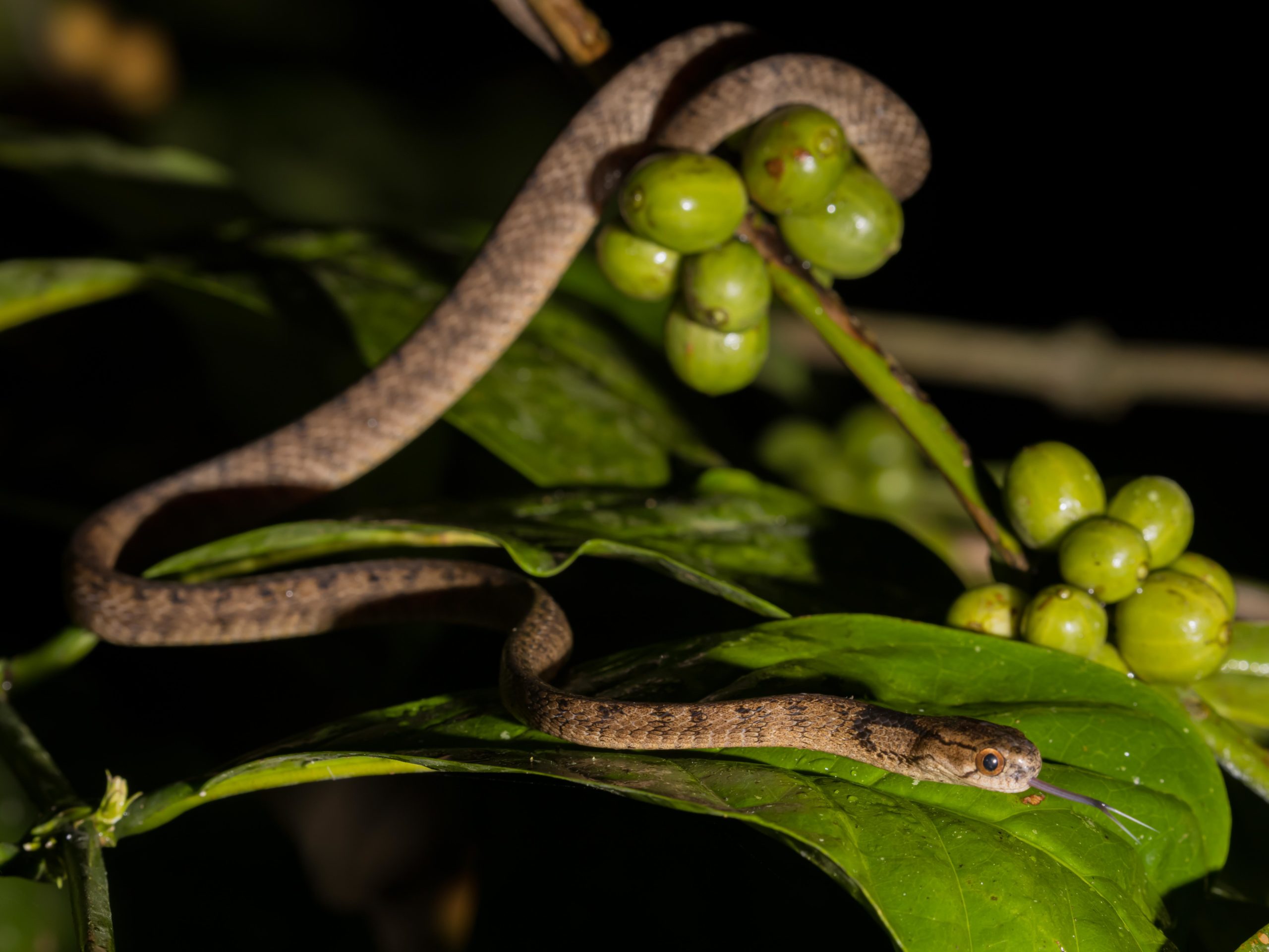 Snakes, Lizards, Toads & Frogs - Duniart - Photography and Blog by ...