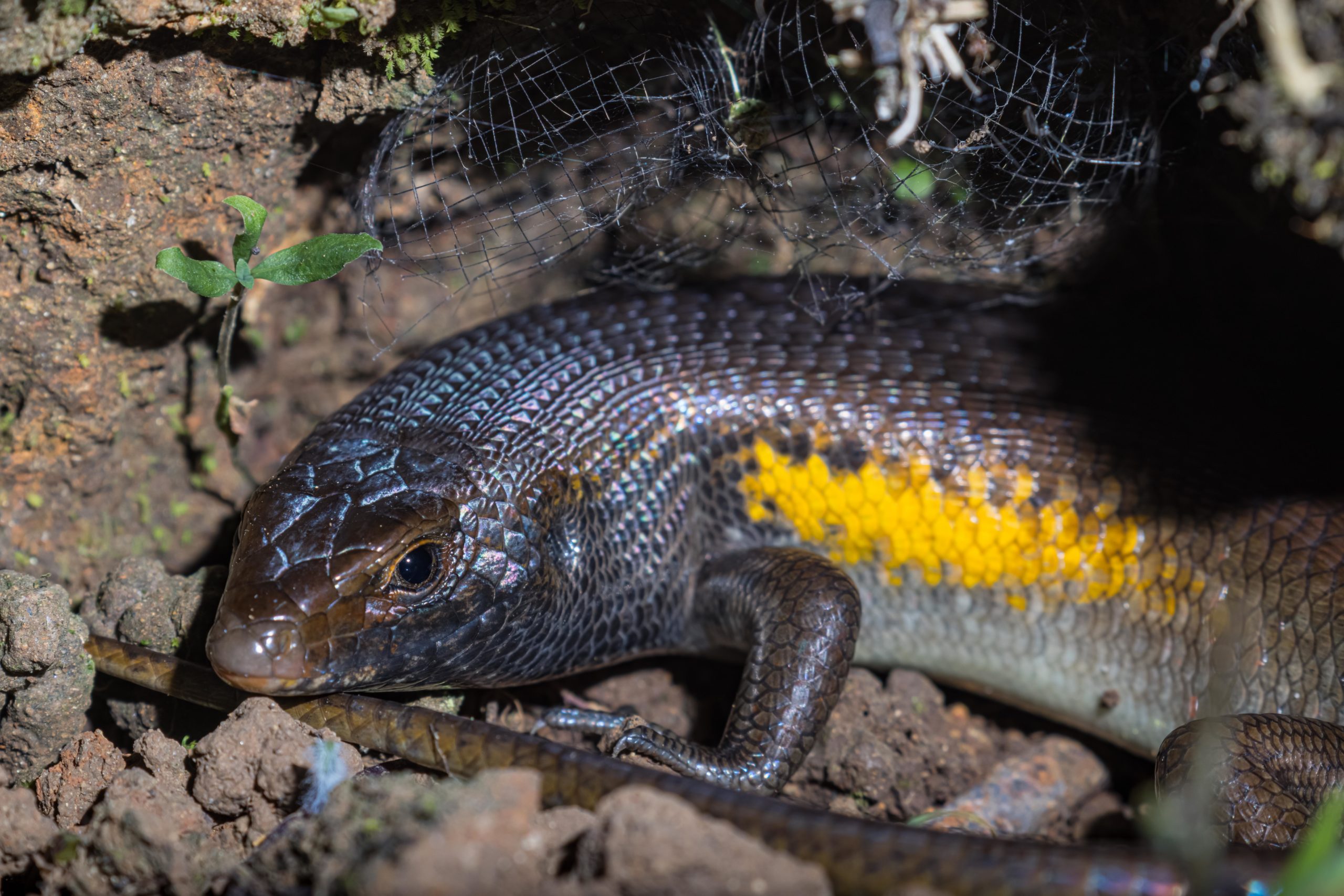 Snakes, Lizards, Toads & Frogs - Duniart - Photography and Blog by ...