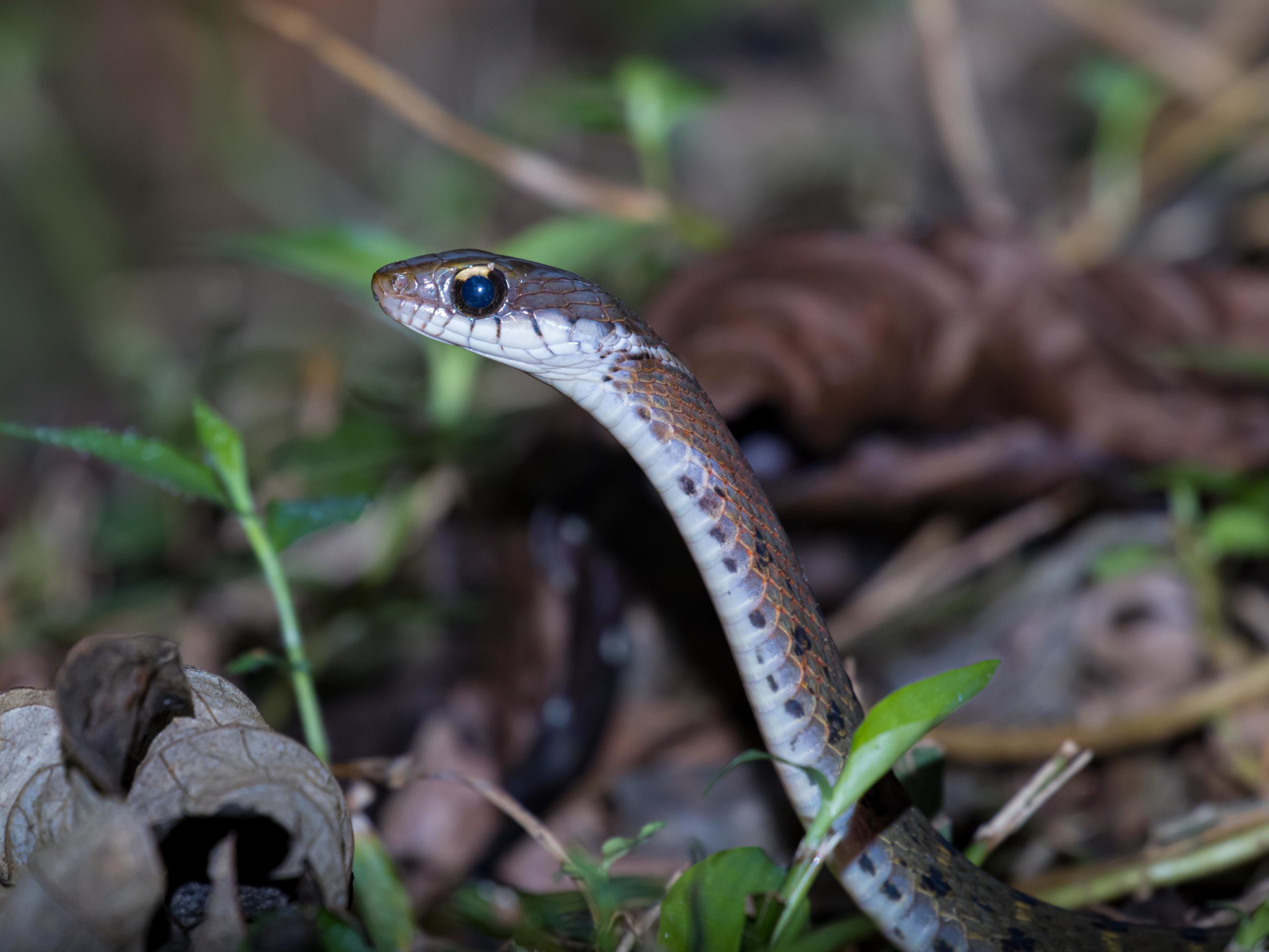 Snakes, Lizards, Toads & Frogs - Duniart - Photography and Blog by ...