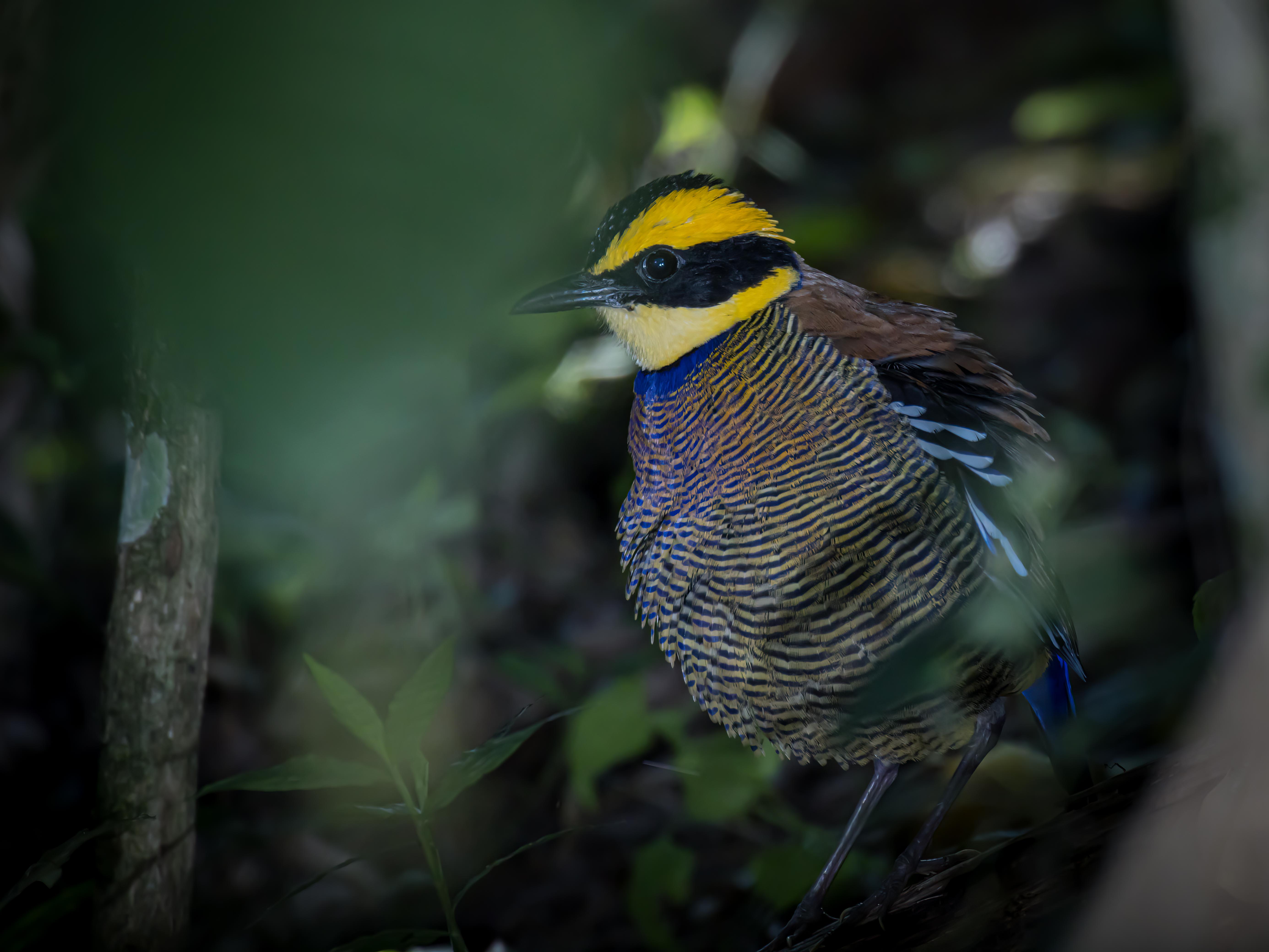 Sanda Plantation Hideaway - Bird Photography - Duniart - Photography ...