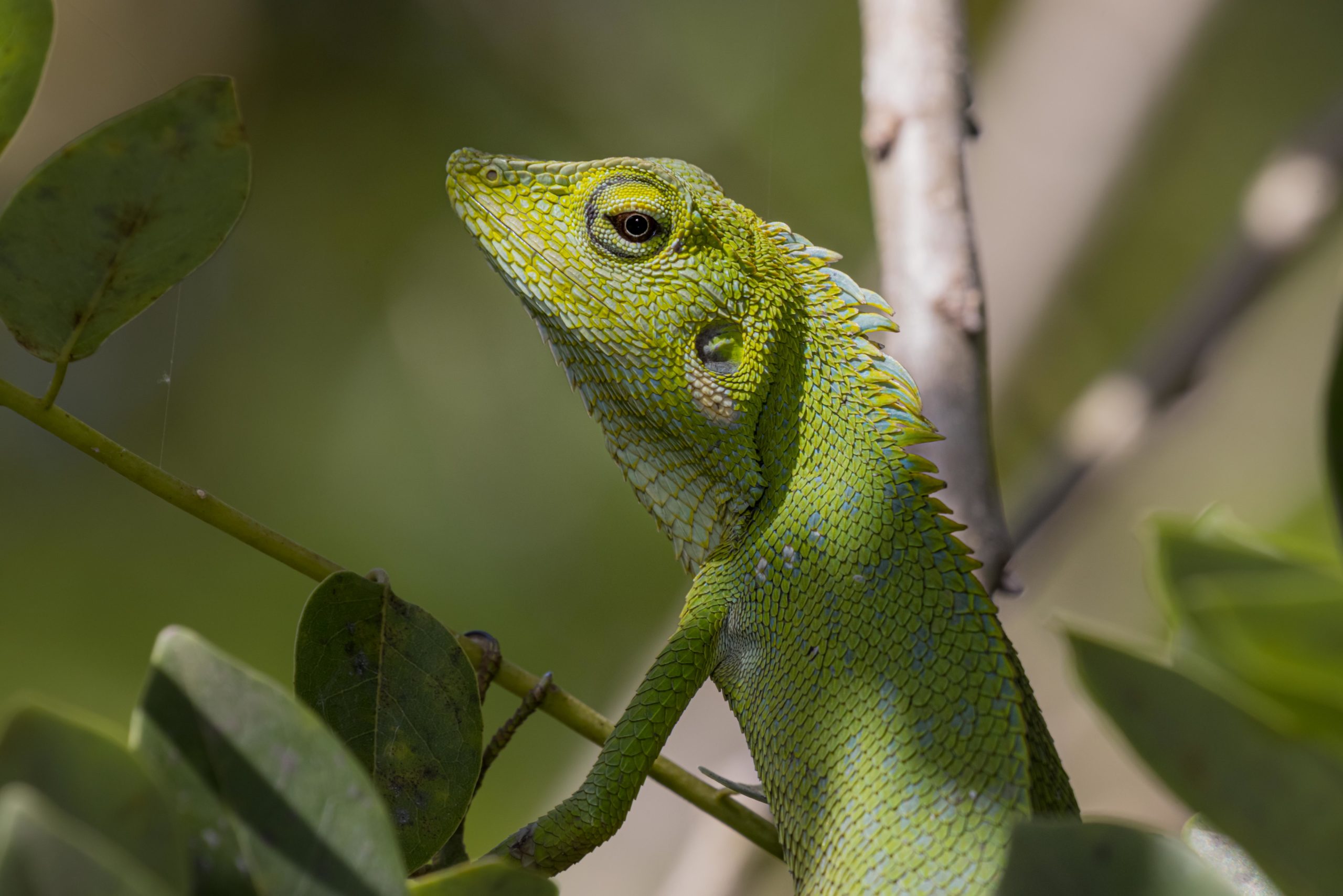 Snakes, Lizards, Toads & Frogs - Duniart - Photography and Blog by ...