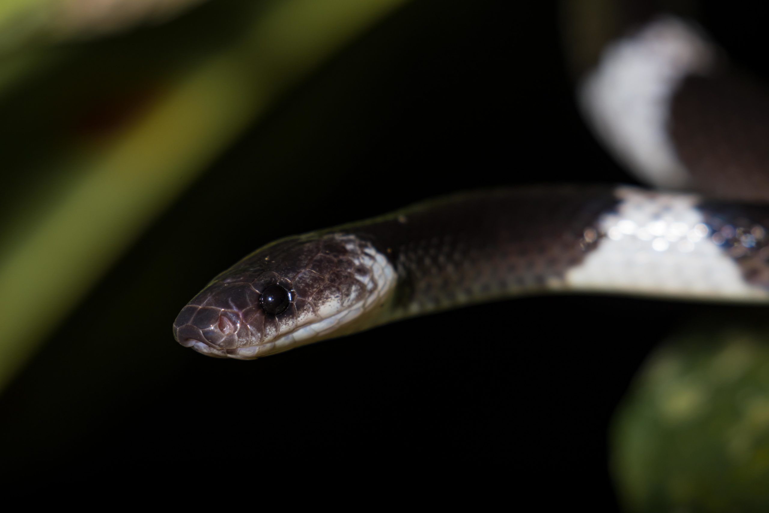 Snakes, Lizards, Toads & Frogs - Duniart - Photography and Blog by ...