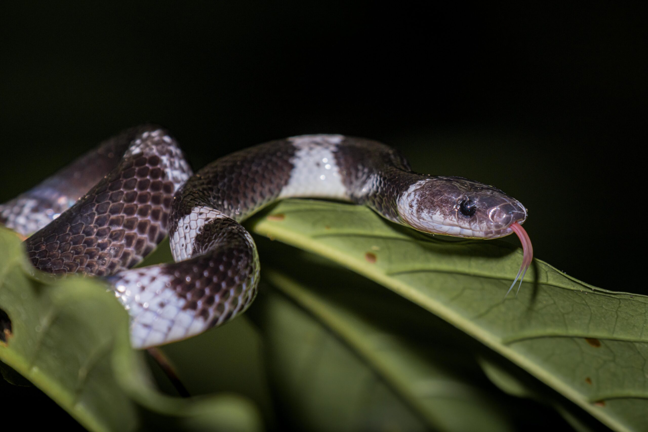 Snakes, Lizards, Toads & Frogs - Duniart - Photography and Blog by ...