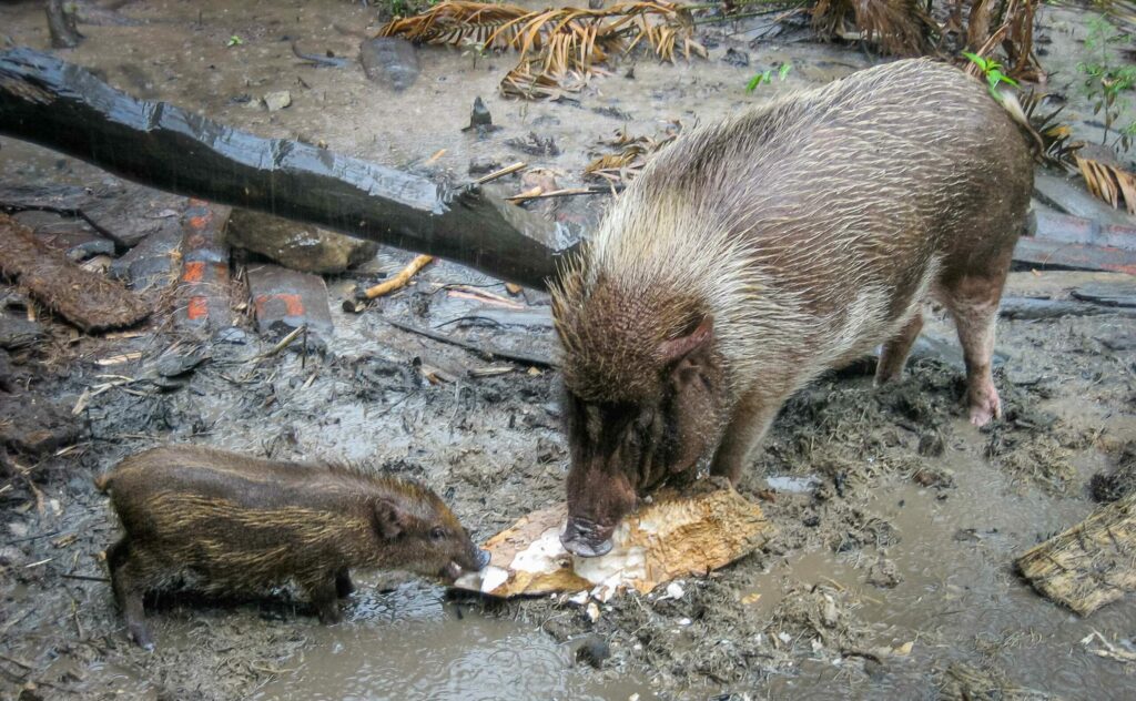 My Mentawai Family - Duniart - Photography and Blog by Toine IJsseldijk